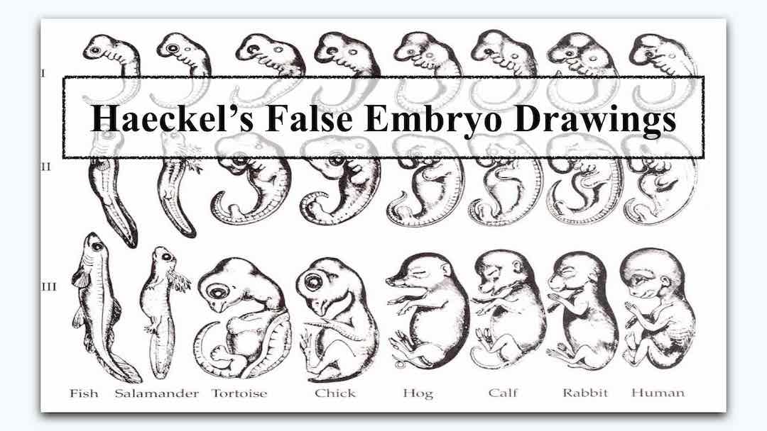 Haeckel's False Embryo Drawings